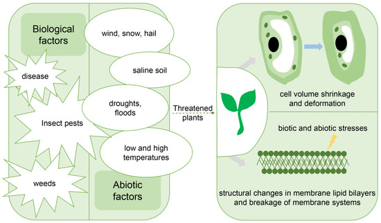 Bioinformatics in Plant Breeding and Research on Disease Resistance