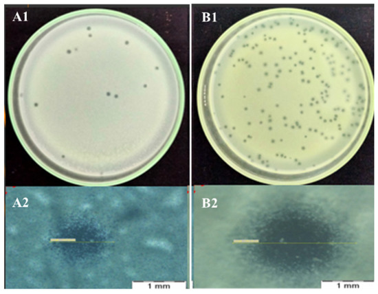Agrobacterium Colony