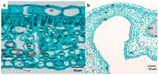 A Comparative Study of the Anatomy of Leaf Domatia in Gardenia ...
