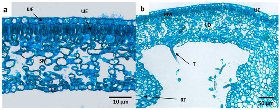 A Comparative Study of the Anatomy of Leaf Domatia in Gardenia ...