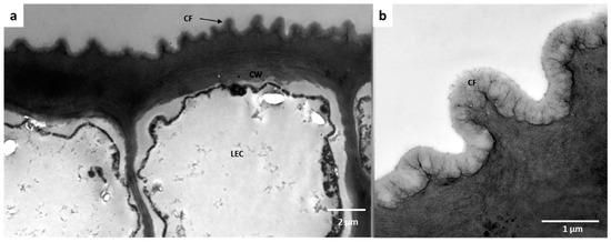 A Comparative Study of the Anatomy of Leaf Domatia in Gardenia ...