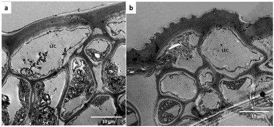 A Comparative Study of the Anatomy of Leaf Domatia in Gardenia ...