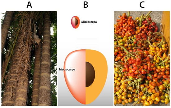 Peach Palm (Bactris gasipaes Kunth.): Ancestral Tropical Staple with ...