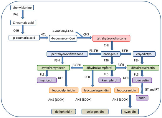 Arachidonic Acid Pathway Usmle
