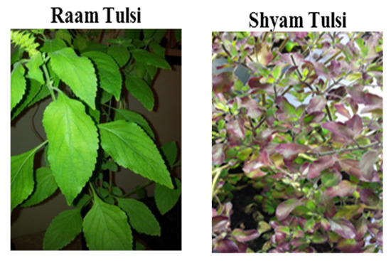 The Cultural and Commercial Value of Tulsi (Ocimum tenuiflorum L ...