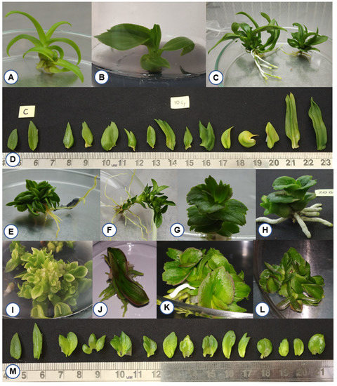 Gamma Radiation Induced In-Vitro Mutagenesis and Isolation of Mutants ...