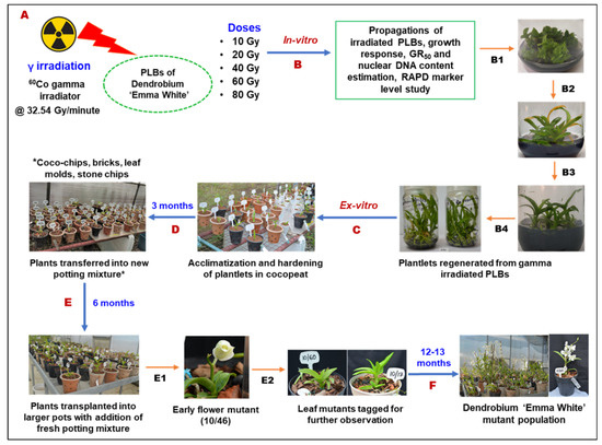 Gamma Radiation Induced In-Vitro Mutagenesis and Isolation of Mutants ...