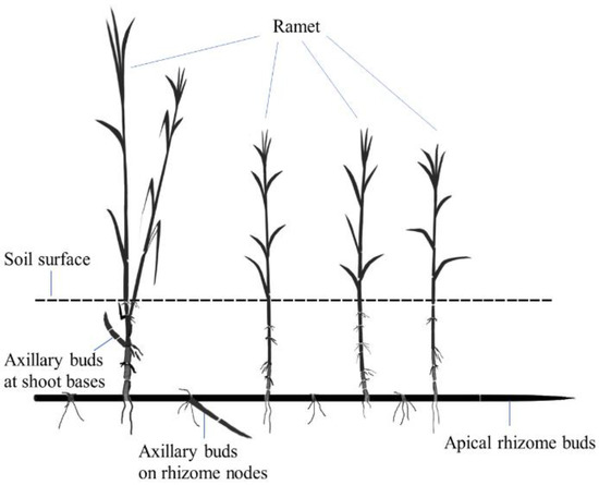 Effect of Rhizome Severing on Survival and Growth of Rhizomatous Herb ...