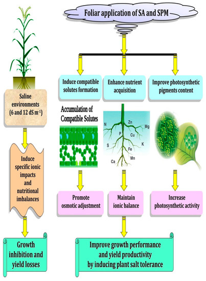 Plant Growth Stimulators Improve Two Wheat Cultivars Salt-Tolerance ...