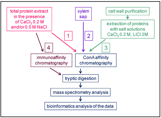 N-glycoproteins in Plant Cell Walls: A Survey