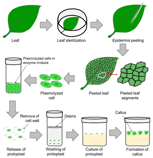 Tissue Culture in Ornamentals: Cultivation Factors, Propagation ...