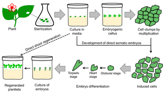 Tissue Culture in Ornamentals: Cultivation Factors, Propagation ...
