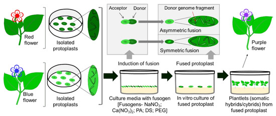 Tissue Culture in Ornamentals: Cultivation Factors, Propagation ...