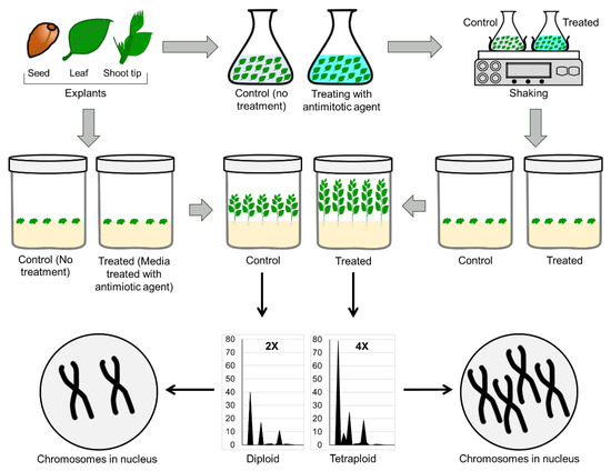 Tissue Culture in Ornamentals: Cultivation Factors, Propagation ...