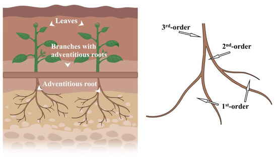 Response Mechanisms of Adventitious Root Architectural Characteristics ...