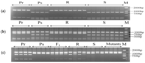 Fine Mapping of Stripe-Rust-Resistance Gene YrJ22 in Common Wheat by ...