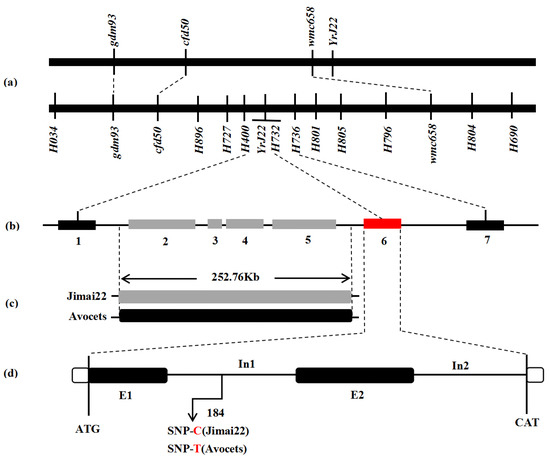 Fine Mapping of Stripe-Rust-Resistance Gene YrJ22 in Common Wheat by BSR-Seq and MutMap-Based ...