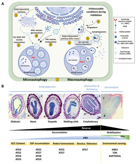 A View into Seed Autophagy: From Development to Environmental Responses