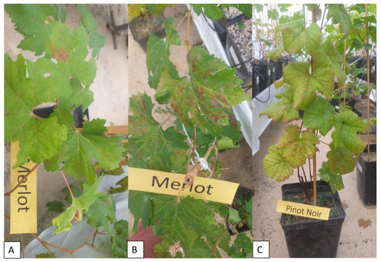 Grapevine Leafroll-Associated Virus 3 Replication in Grapevine Hosts ...