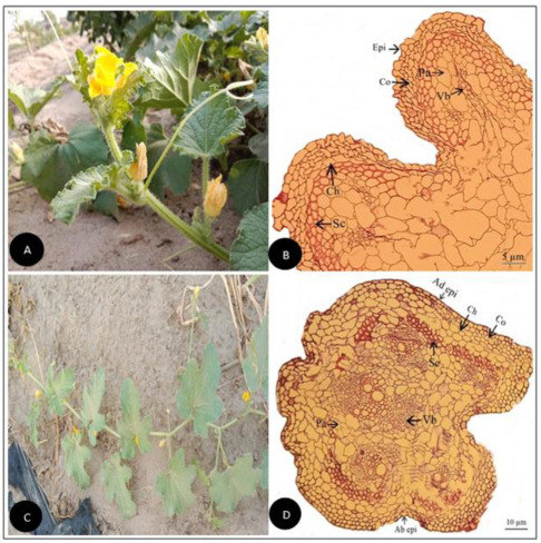 Tendril Anatomy: A Tool for Correct Identification among Cucurbitaceous ...