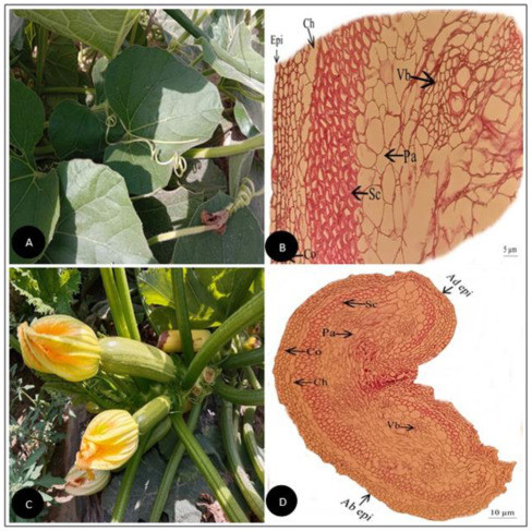 Tendril Anatomy: A Tool for Correct Identification among Cucurbitaceous ...