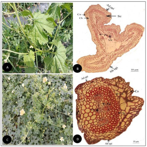 Tendril Anatomy: A Tool for Correct Identification among Cucurbitaceous ...