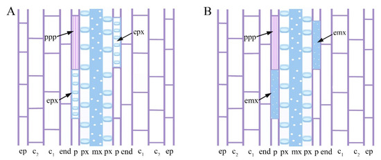 Convergence between Development and Stress: Ectopic Xylem Formation in ...