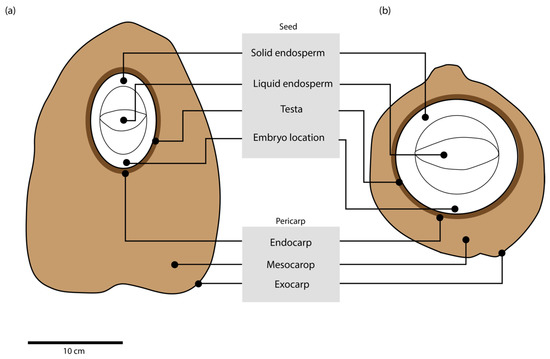 Plants | Free Full-Text | Fruit Biology of Coconut (Cocos nucifera L.)