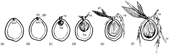 Fruit Biology of Coconut (Cocos nucifera L.)