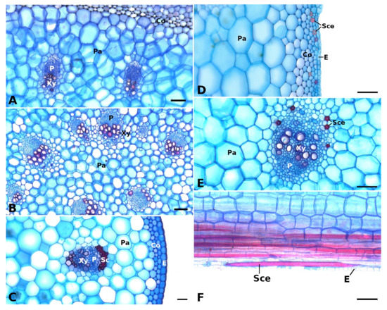 Anatomy and Biomechanics of Peltate Begonia Leaves—Comparative Case Studies
