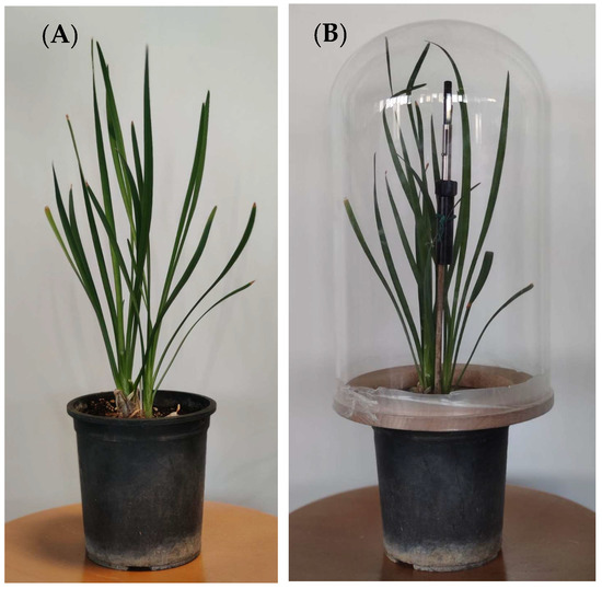 The Green Leaf Volatile (Z)-3-Hexenyl Acetate Is Differently Emitted by ...