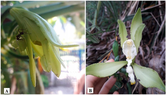 Vanilla beyond Vanilla planifolia and Vanilla × tahitensis: Taxonomy ...