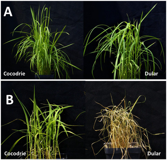 Genetic Dissection of Alkalinity Tolerance at the Seedling Stage in ...