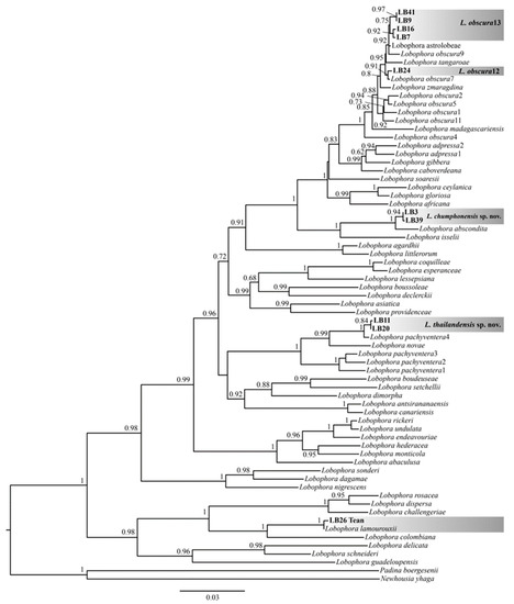 Diversity and Ecology of Lobophora Species Associated with Coral Reef ...