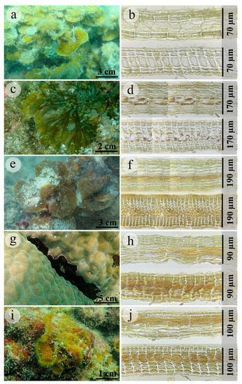 Diversity and Ecology of Lobophora Species Associated with Coral Reef ...