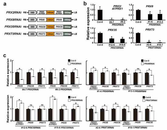 Reduced Expression of PRX2/ATPRX1, PRX8, PRX35, and PRX73 Affects Cell ...