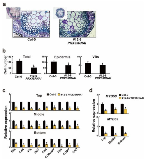 Reduced Expression of PRX2/ATPRX1, PRX8, PRX35, and PRX73 Affects Cell ...