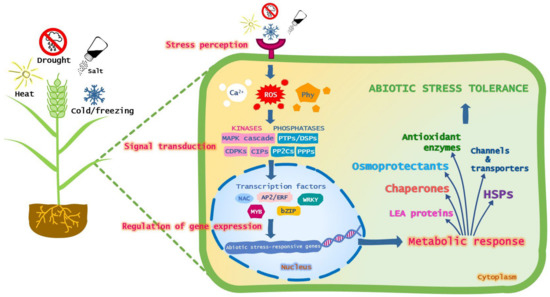 Candidate Genes Associated with Abiotic Stress Response in Plants as Tools to Engineer Tolerance ...
