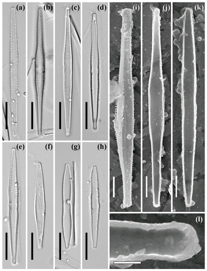 Production of Fluorescent Dissolved Organic Matter by Microalgae Strains from the Ob and Yenisei ...