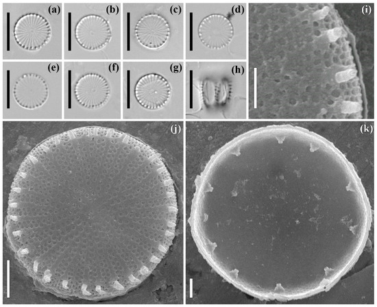 Production of Fluorescent Dissolved Organic Matter by Microalgae Strains from the Ob and Yenisei ...