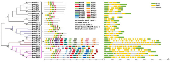 Genome-Wide Characterization and Expression Profiling of HD-Zip Genes ...