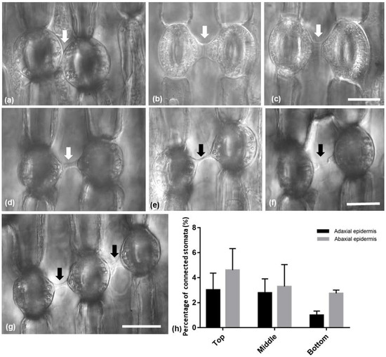 Plants | Free Full-Text | Stomata in Close Contact: The Case of ...