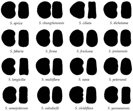 The Outline of Seed Silhouettes: A Morphological Approach to Silene ...