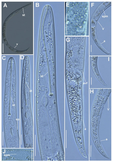 DNA Barcoding and Morphometry Reveal Further Cryptic Bio-Diversity ...