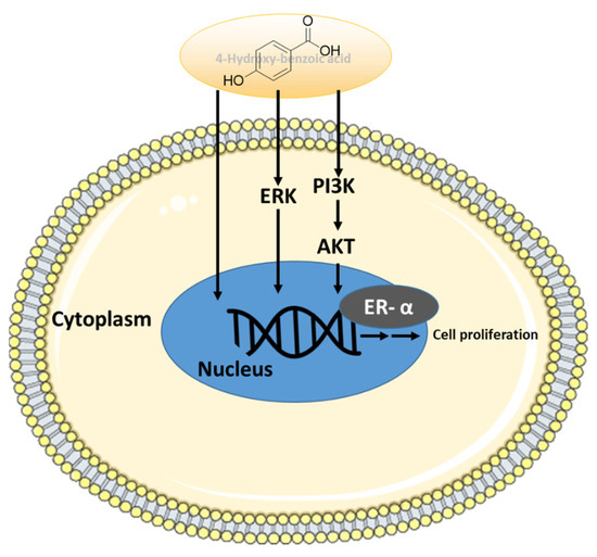 Plants | Free Full-Text | Estrogenic Activity of 4-Hydroxy-Benzoic Acid ...