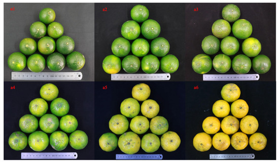 Study on Flavonoids and Bioactivity Features of Pericarp of Citrus ...