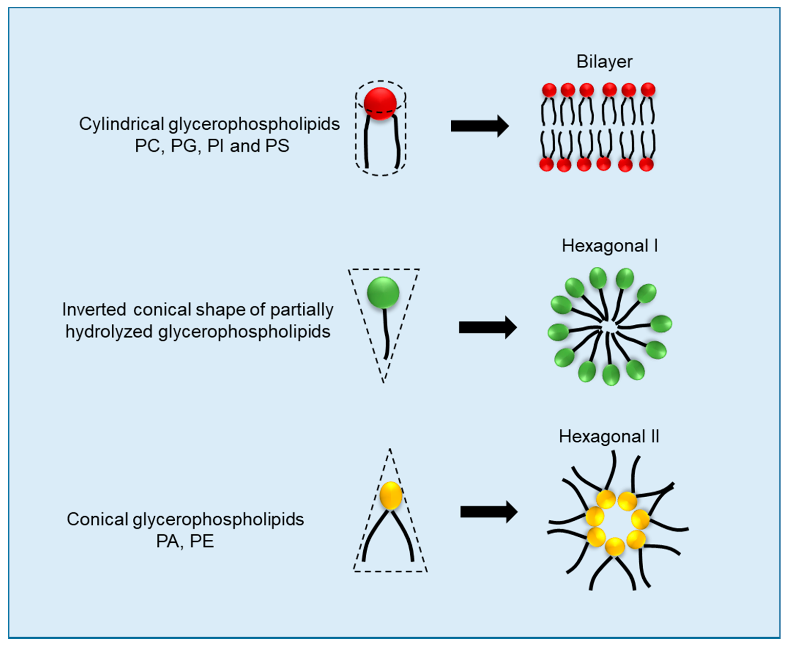 Cell Membrane Features as Potential Breeding Targets to Improve Cold ...