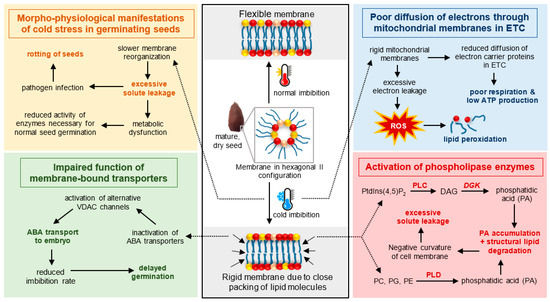 Cell Membrane Features as Potential Breeding Targets to Improve Cold ...