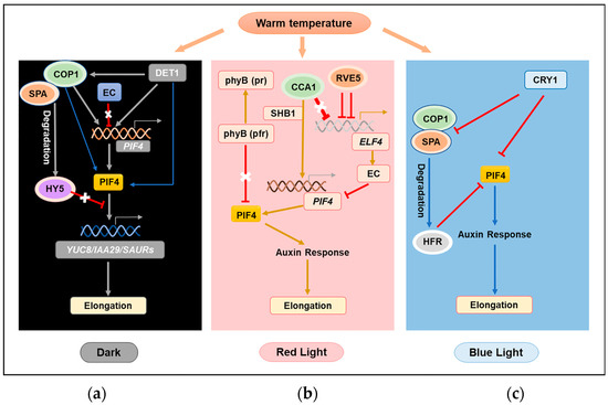 Regulatory Mechanisms of Heat Stress Response and Thermomorphogenesis ...