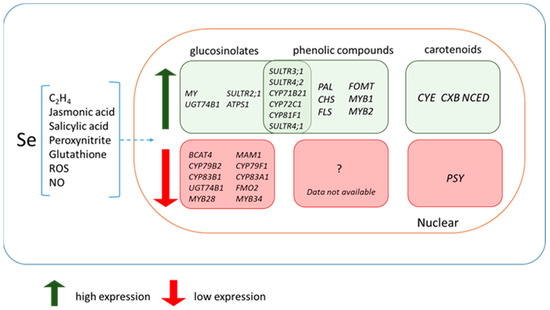 The Integral Boosting Effect of Selenium on the Secondary Metabolism of Higher Plants